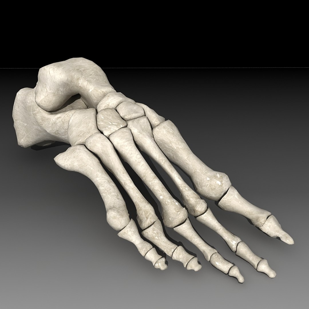 Foot Skeleton 3ds