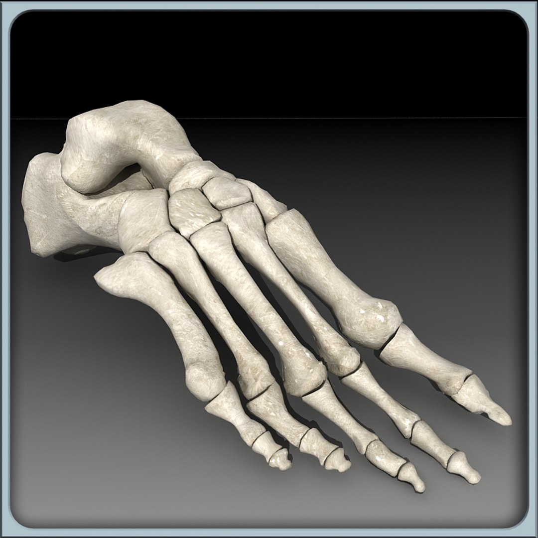 Foot Skeleton 3ds