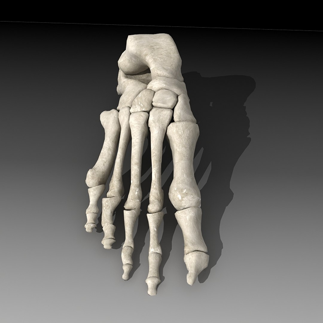 Foot Skeleton 3ds