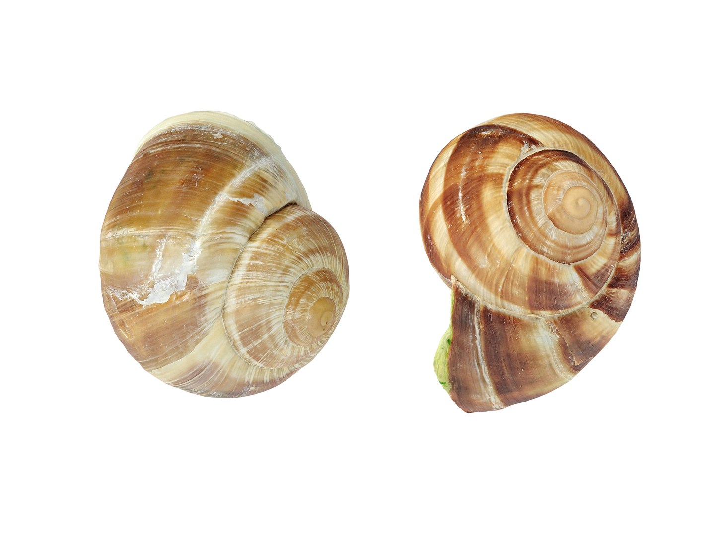 3D Escargot - TurboSquid 2092860