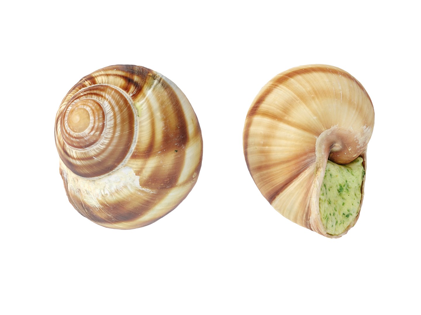 3D Escargot - TurboSquid 2092860