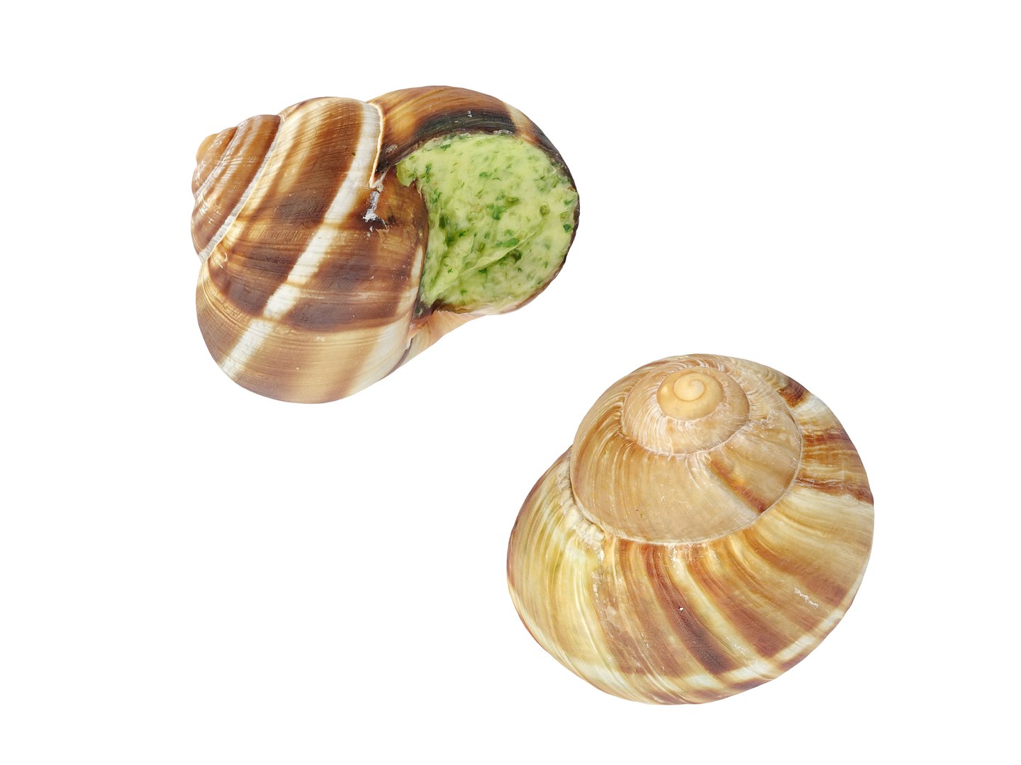 3D Escargot - TurboSquid 2092860