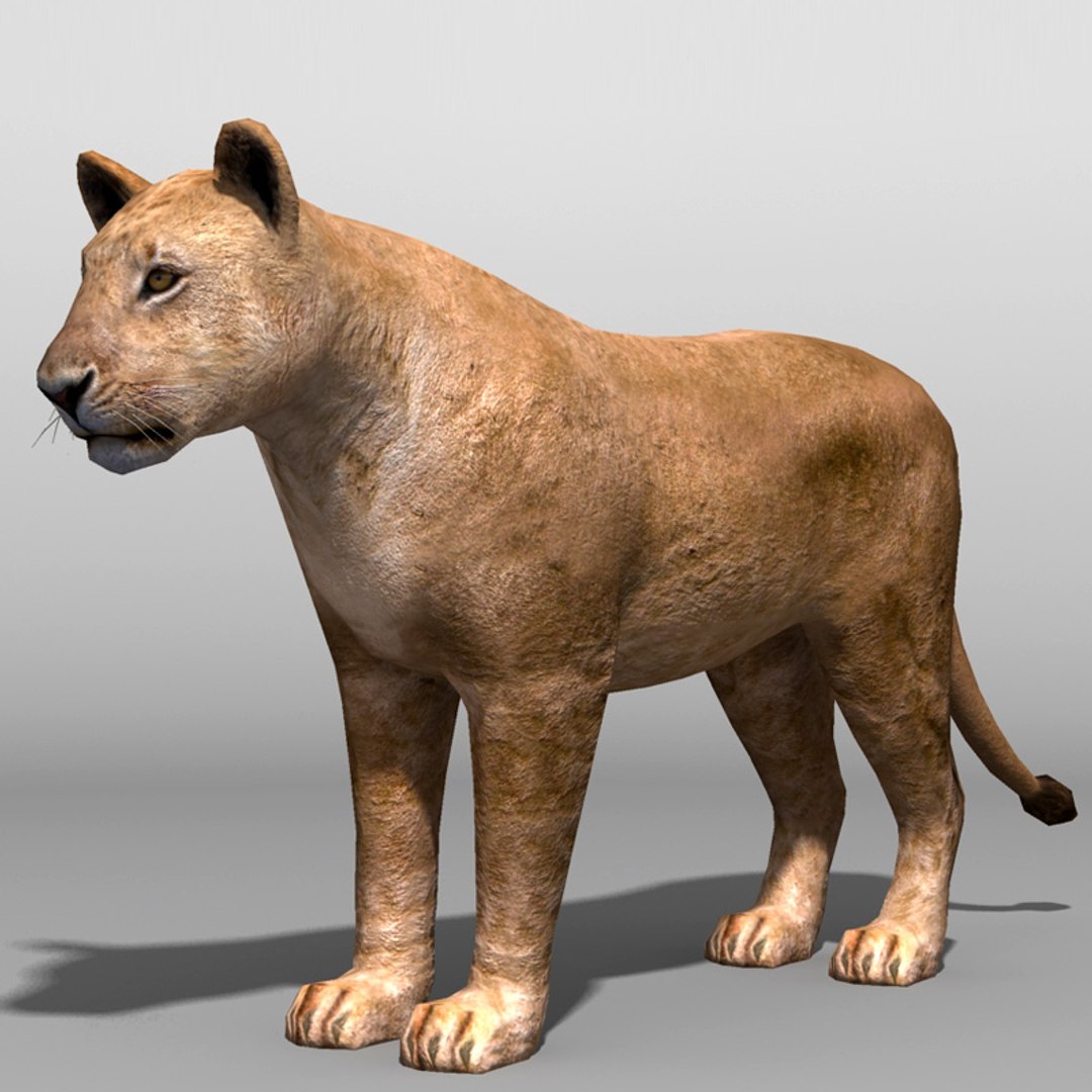 3d Model Lion Lioness