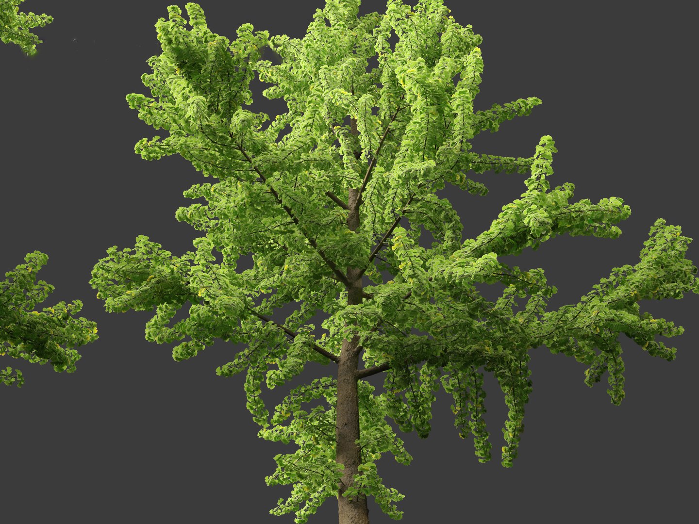 3D Model Ginkgo Biloba - Maidenhair Tree 03 - TurboSquid 2150065