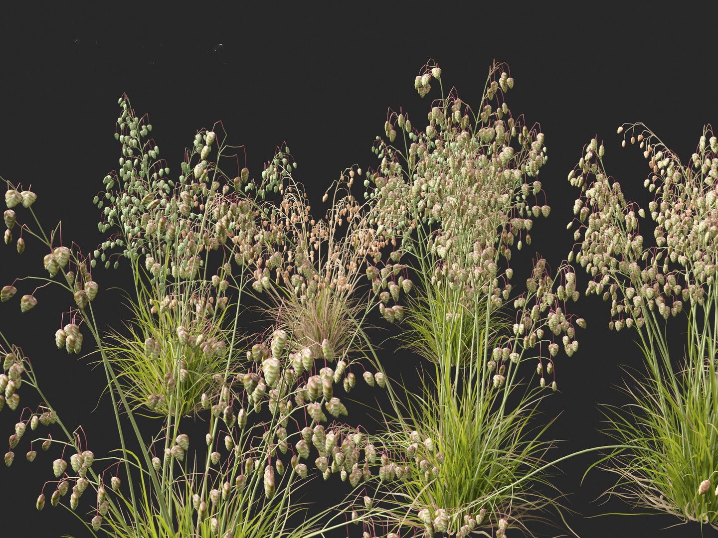 Briza media - Common quaking grass 01 3D model - TurboSquid 2113576