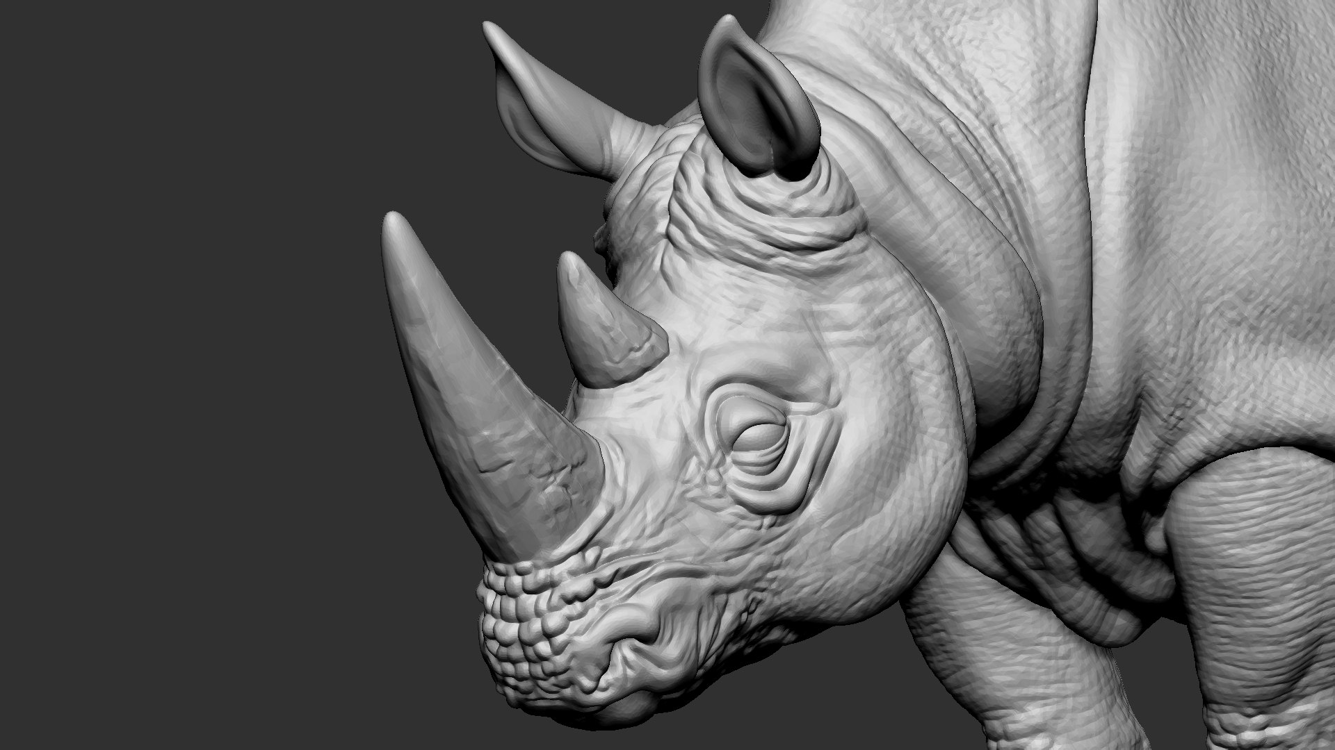 3d Rhino Model Turbosquid 2012504 