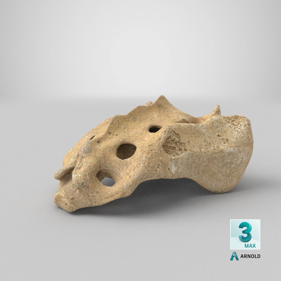 3D sacrum vertebrae s1 s5 model - TurboSquid 1590942