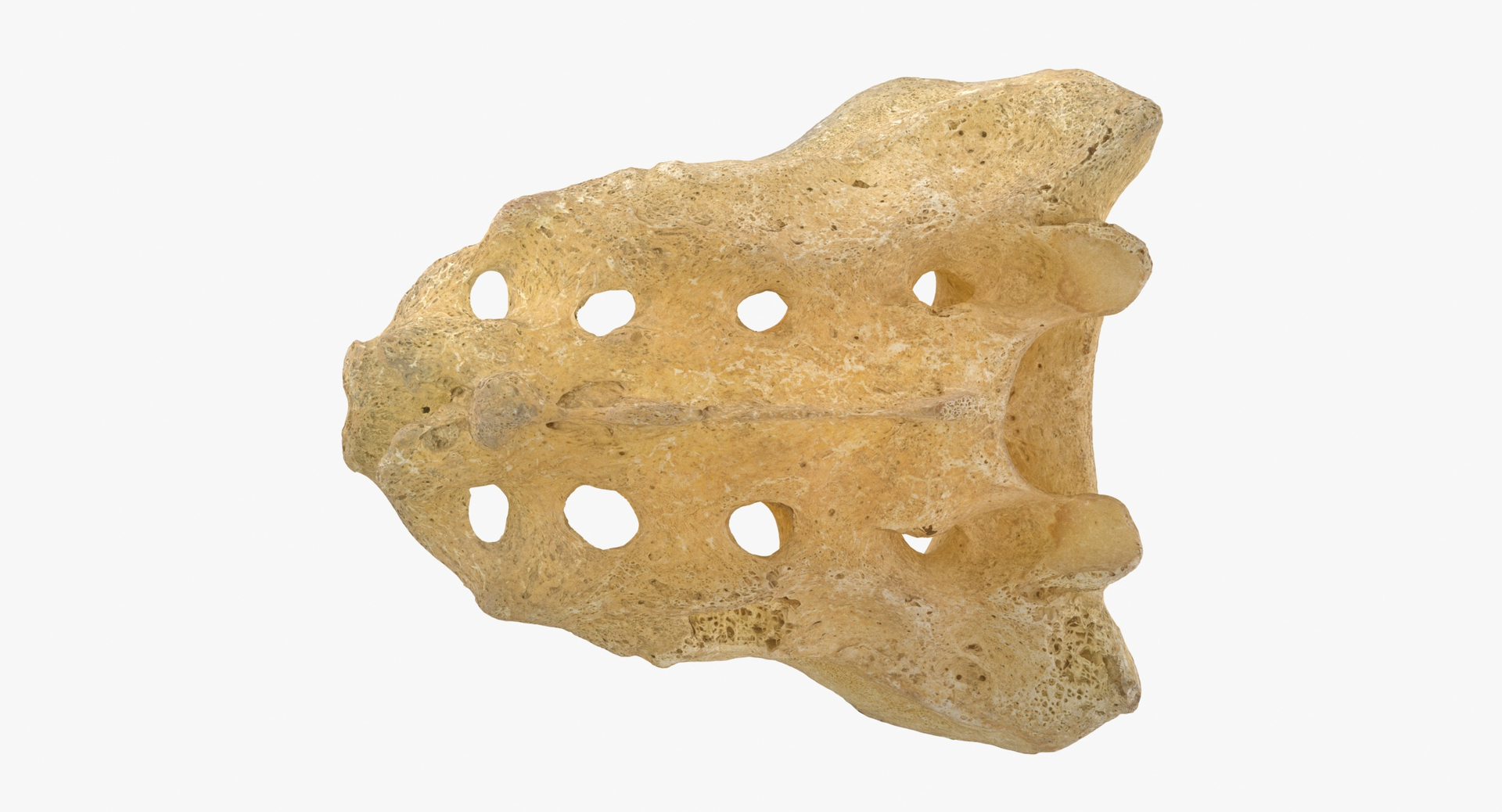 3D Sacrum Vertebrae S1 S5 Model - TurboSquid 1590942