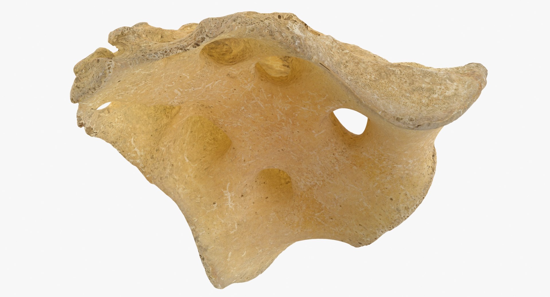 3D Sacrum Vertebrae S1 S5 Model - TurboSquid 1590942