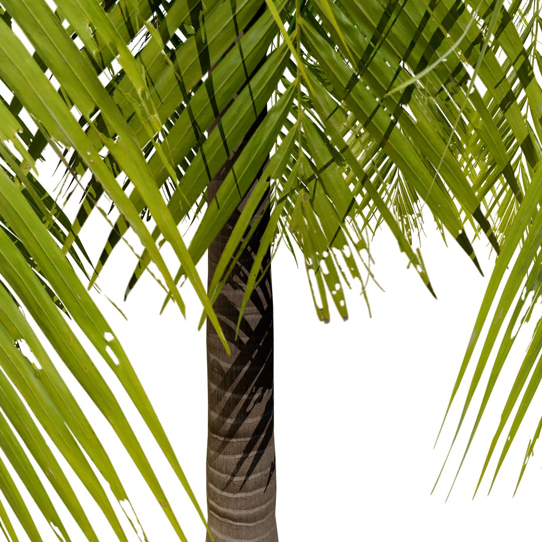 Tropical Palm Trees 3D Model - TurboSquid 2262588