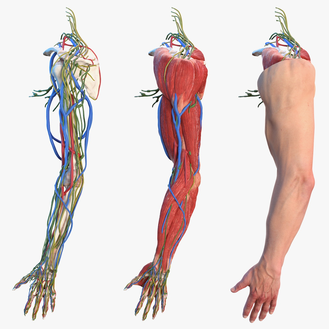 modelo 3d Brazo masculino anatomía completa y piel - TurboSquid 1469602