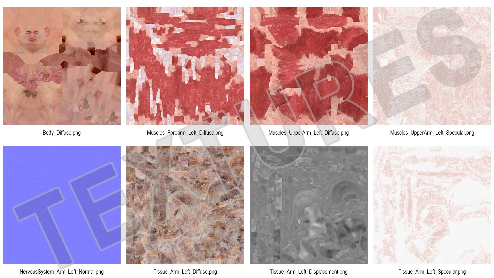 Male arm anatomy skin human model - TurboSquid 1469602