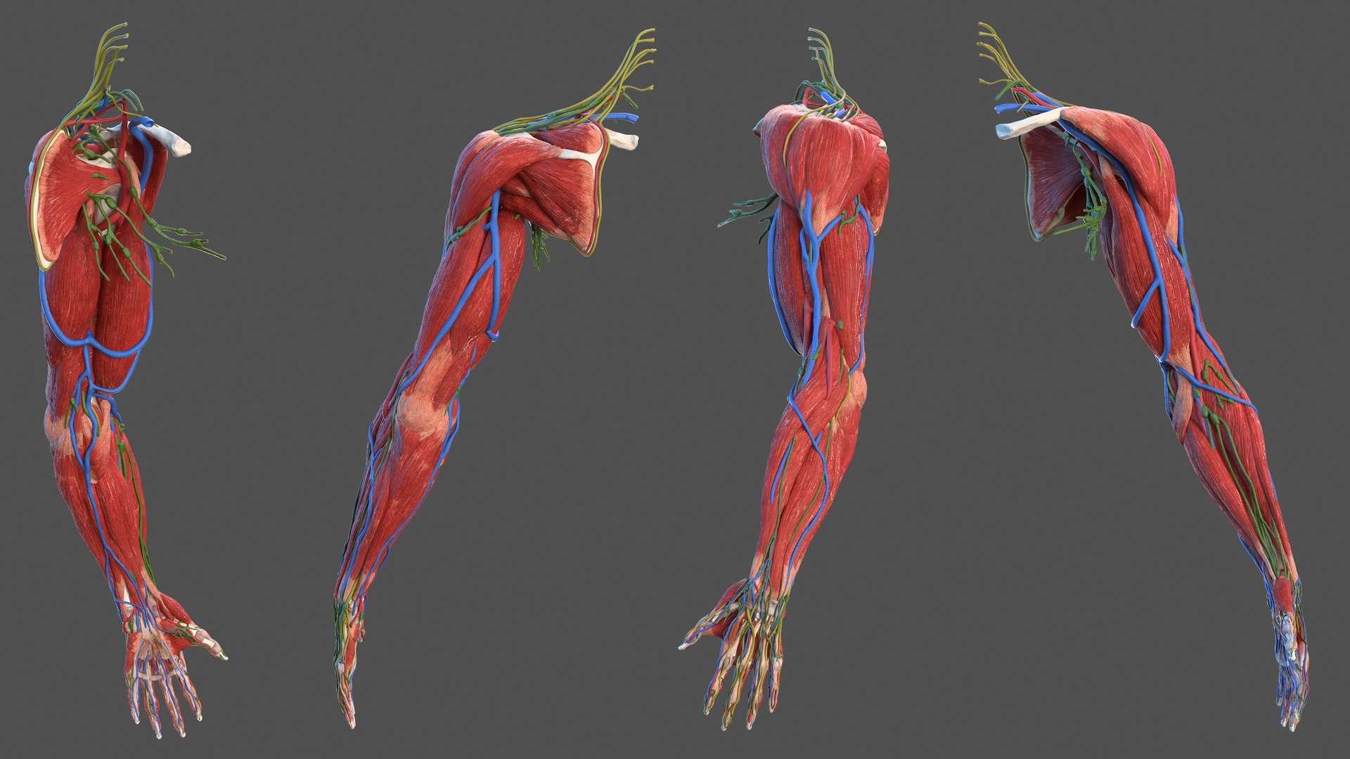 Male arm anatomy skin human model - TurboSquid 1469602