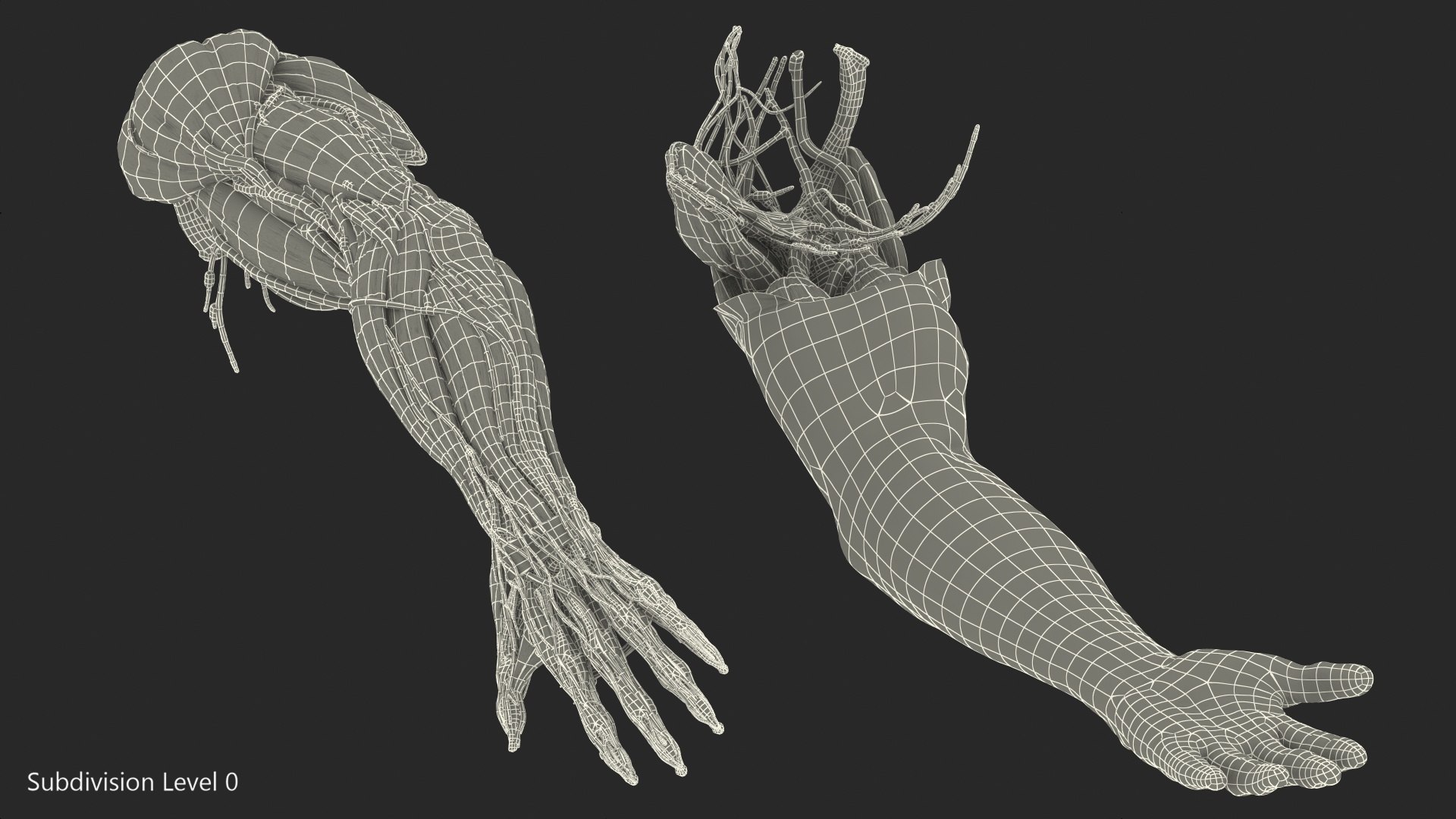 Male arm anatomy skin human model - TurboSquid 1469602