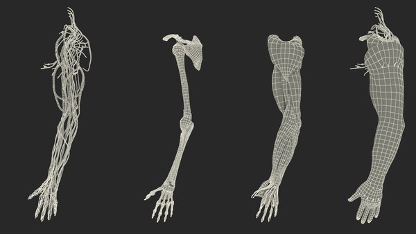 Male arm anatomy skin human model - TurboSquid 1469602