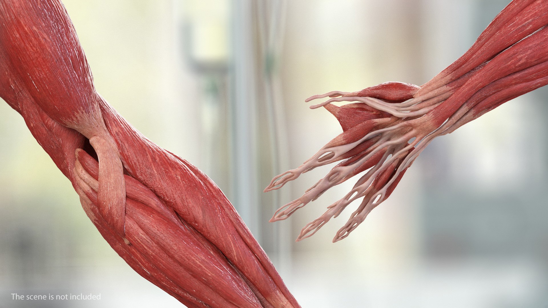 Male arm anatomy skin human model - TurboSquid 1469602