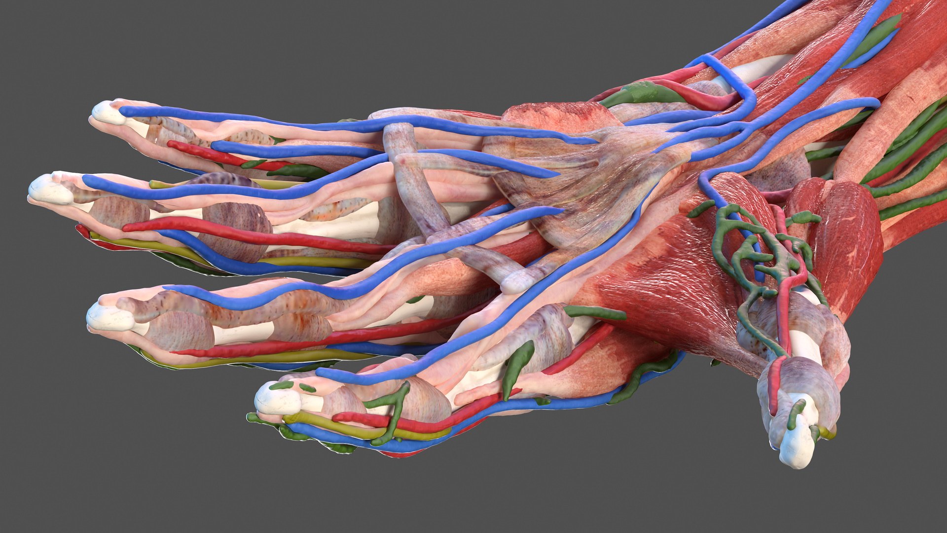 Male arm anatomy skin human model - TurboSquid 1469602