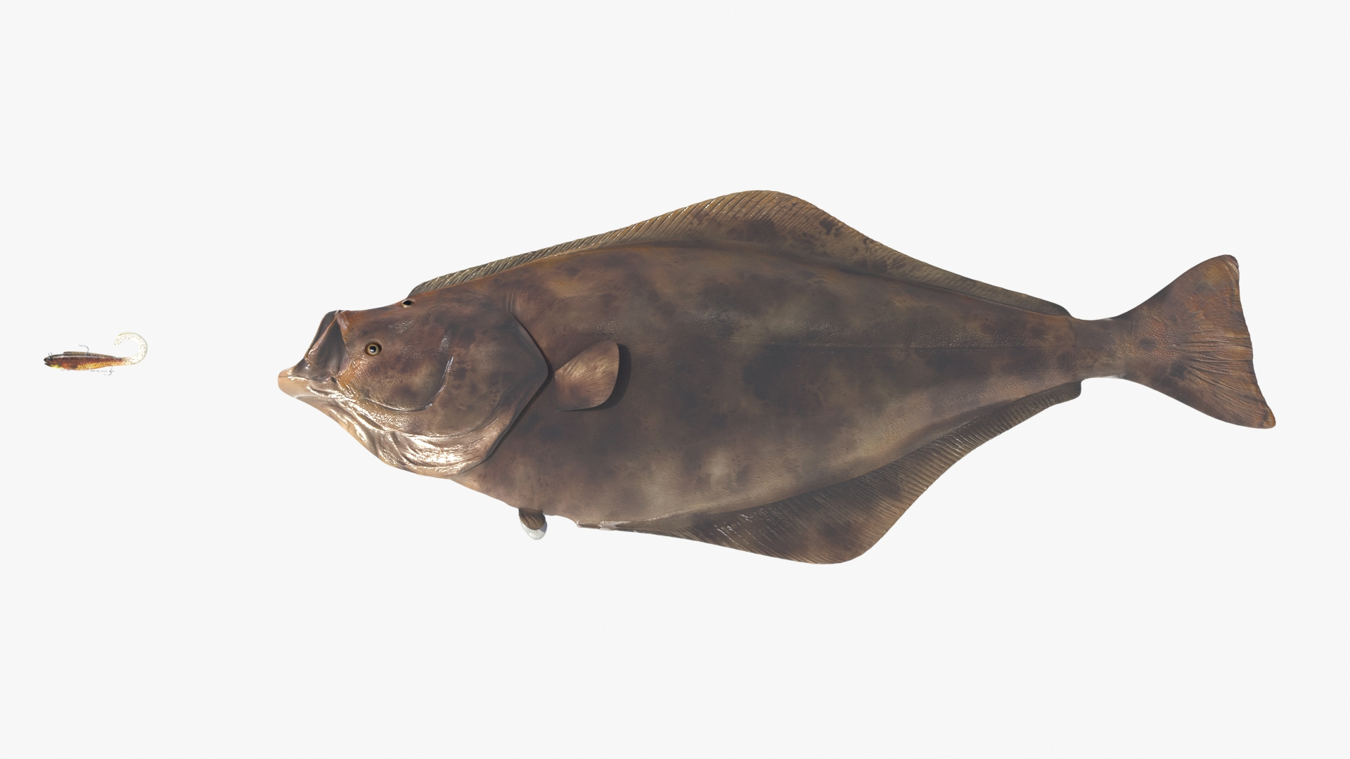 3D halibut fish model - TurboSquid 1694823