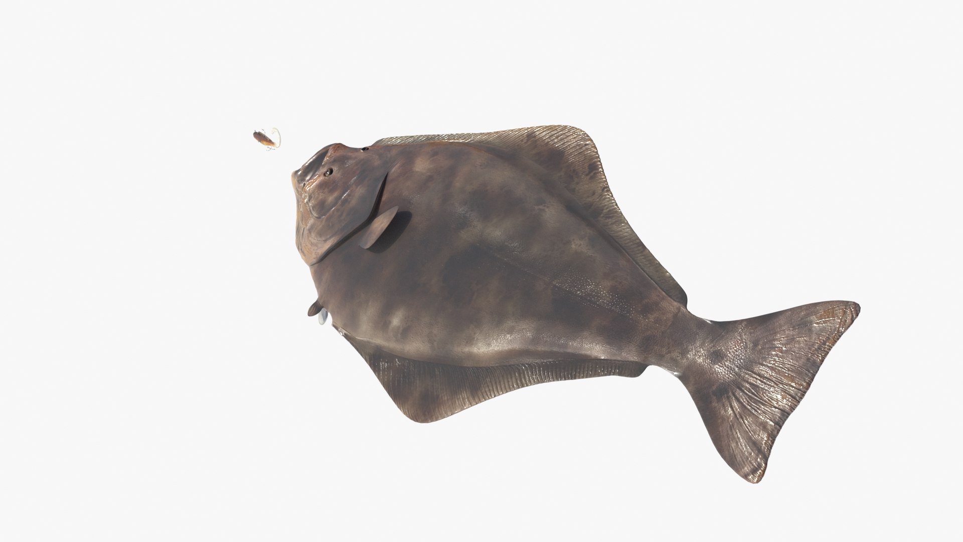 3D halibut fish model - TurboSquid 1694823