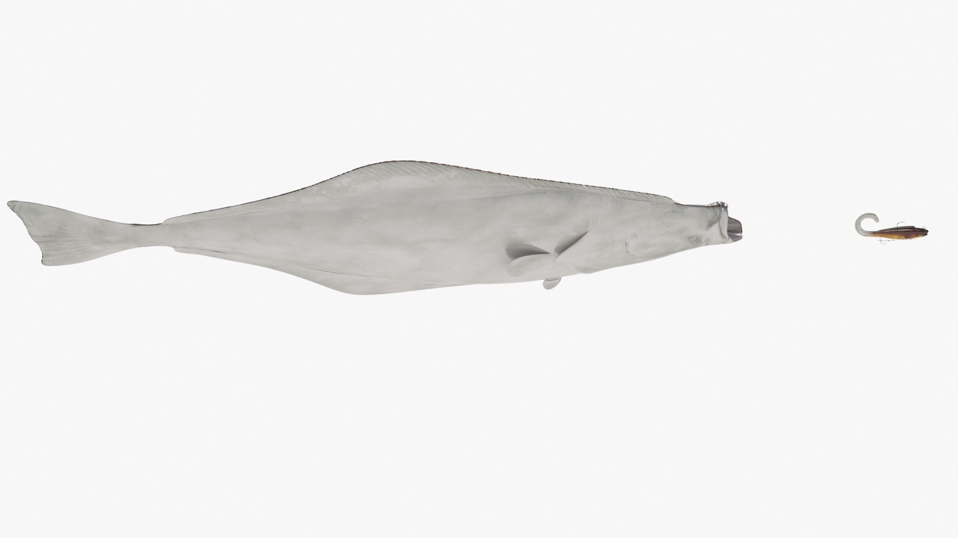 3D halibut fish model - TurboSquid 1694823