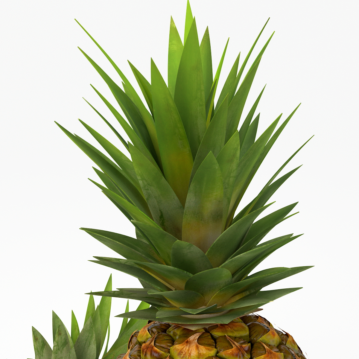 realistic pineapple real fruit max