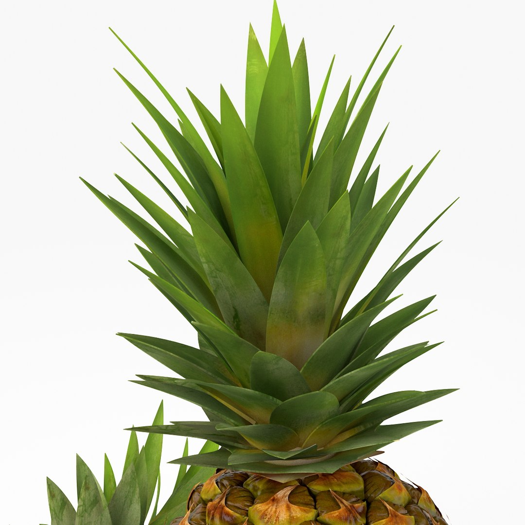 Realistic Pineapple Real Fruit Max