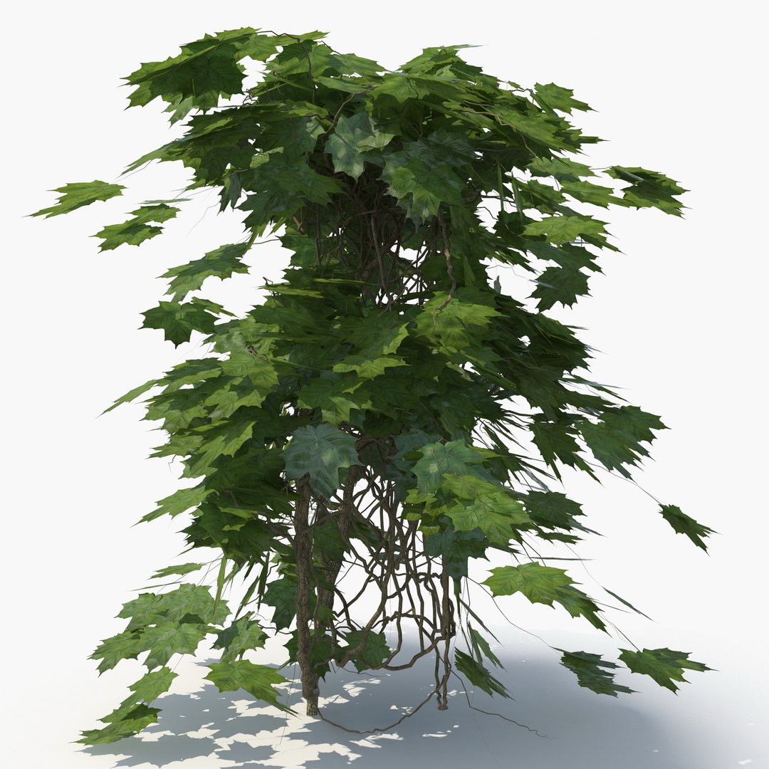 3D Realistic Ivy Plant Model - TurboSquid 1151847