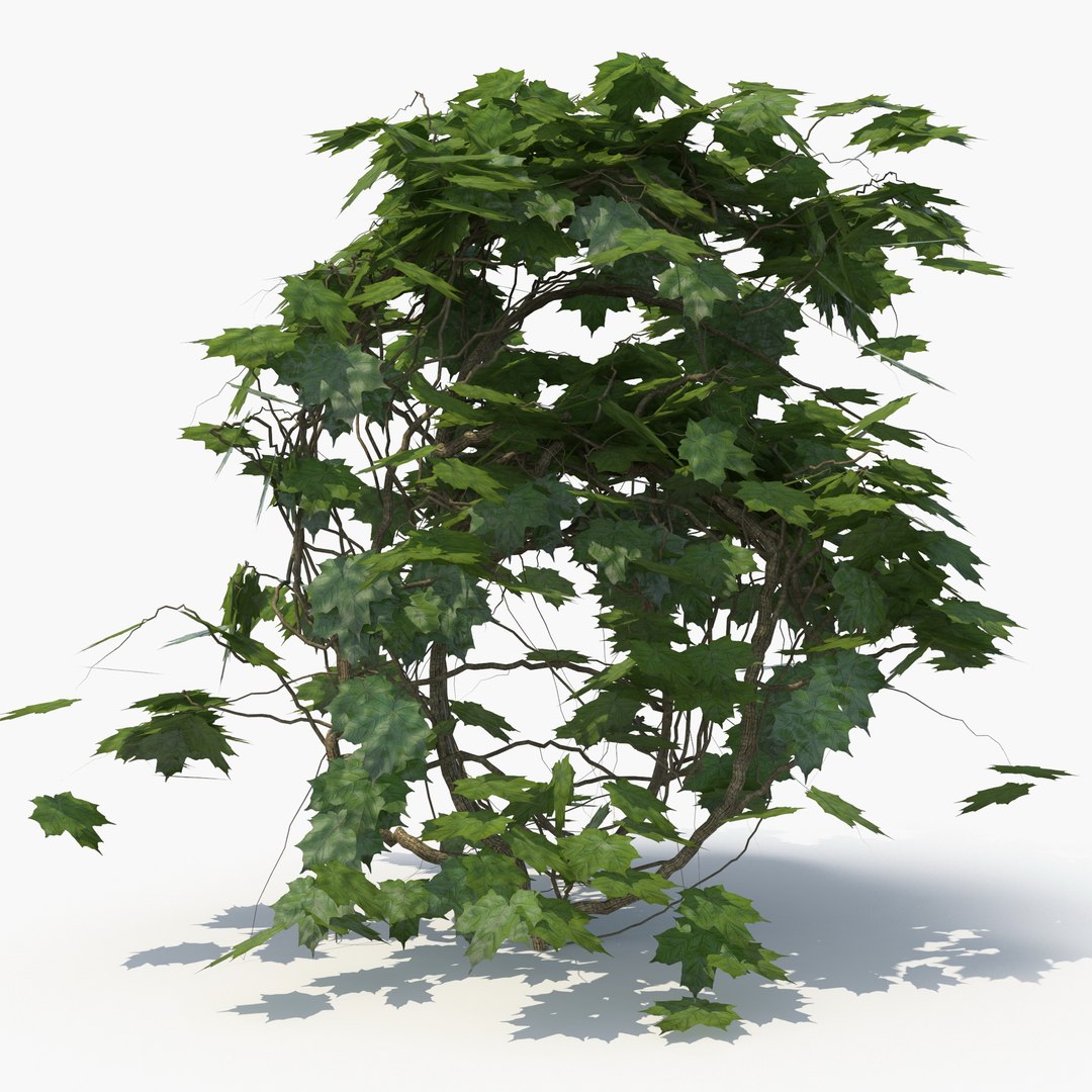 3D Realistic Ivy Plant Model - TurboSquid 1151847