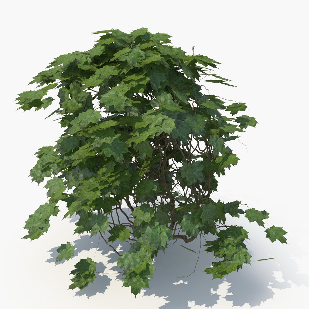 3D Realistic Ivy Plant Model - TurboSquid 1151847