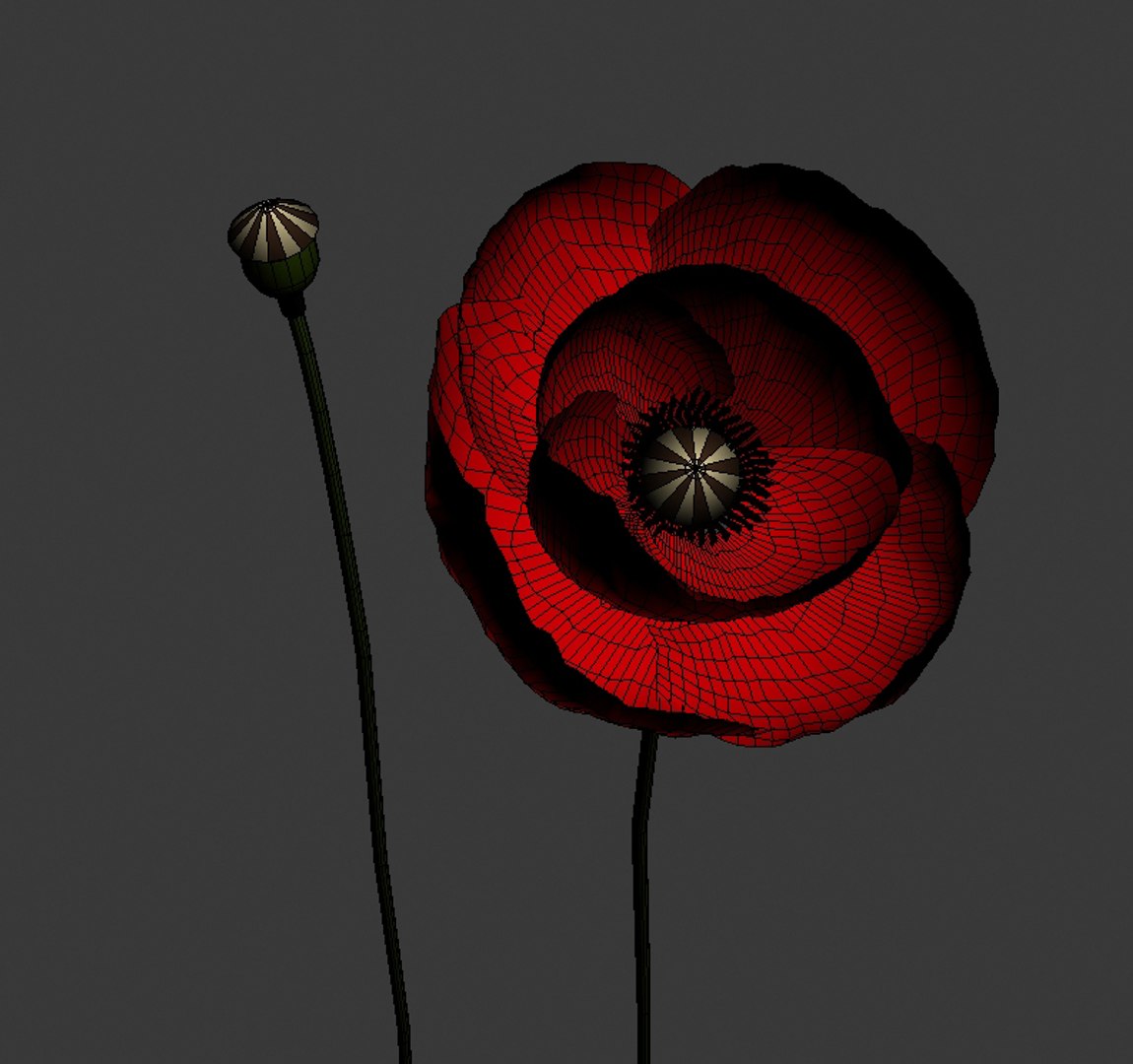 3d Model Of Poppy