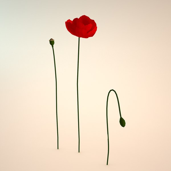 3D realistic poppy flower - TurboSquid 1255335