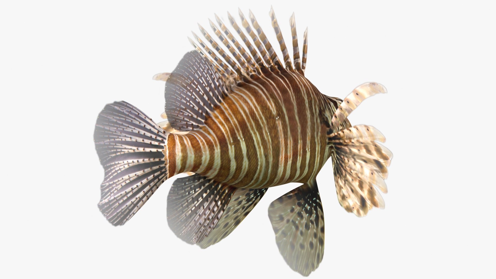 Lionfish Animation 3D Model - TurboSquid 1504092