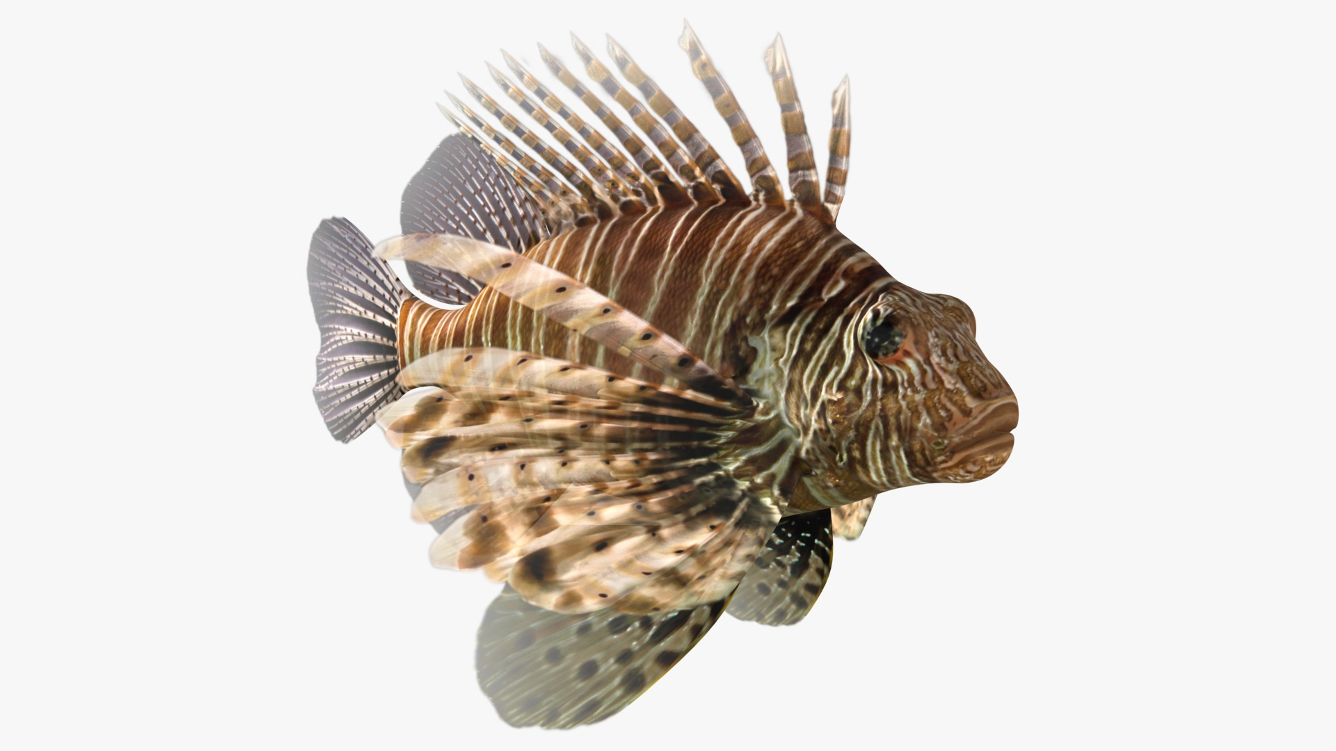 Lionfish Animation 3D Model - TurboSquid 1504092