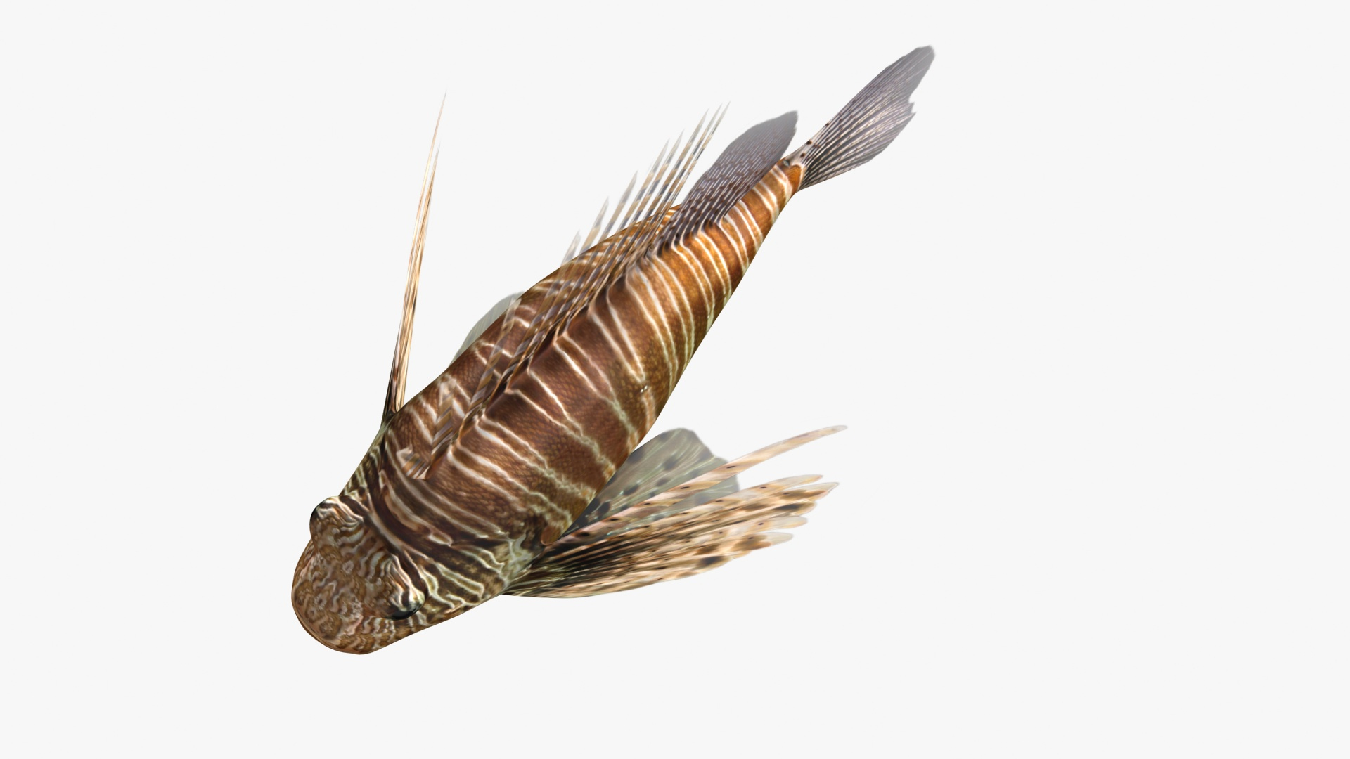 Lionfish Animation 3D Model - TurboSquid 1504092