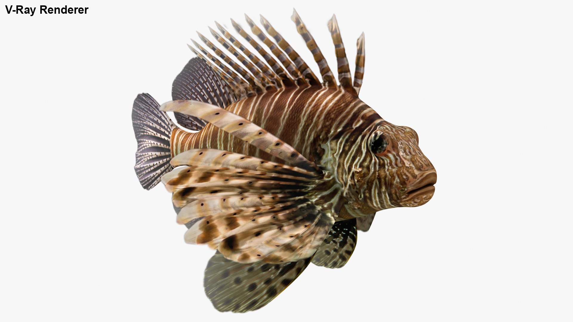 Lionfish Animation 3D Model - TurboSquid 1504092