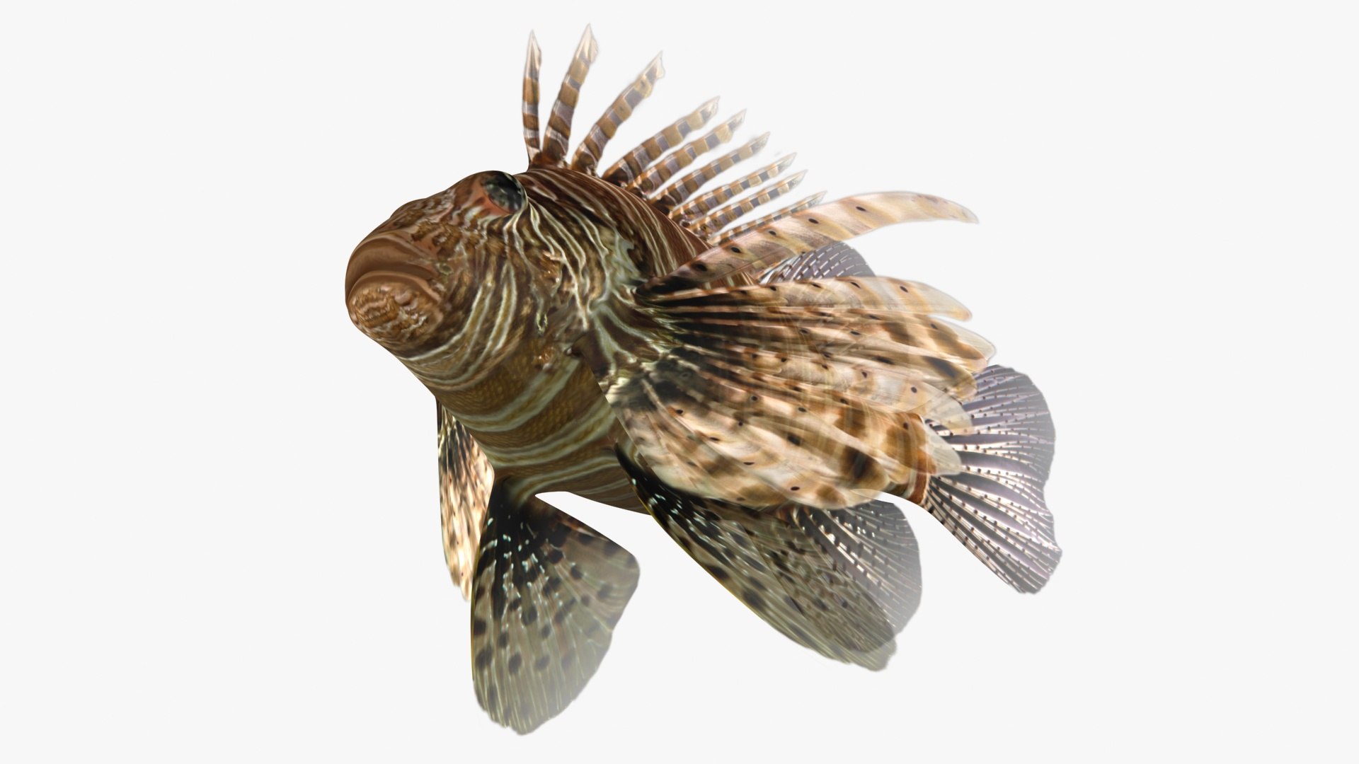 Lionfish Animation 3D Model - TurboSquid 1504092