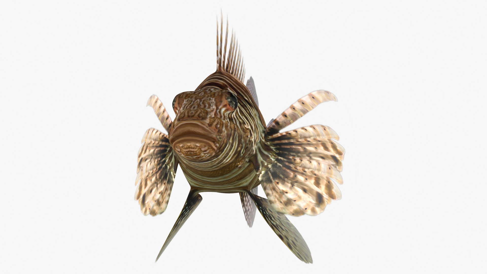 Lionfish Animation 3D Model - TurboSquid 1504092
