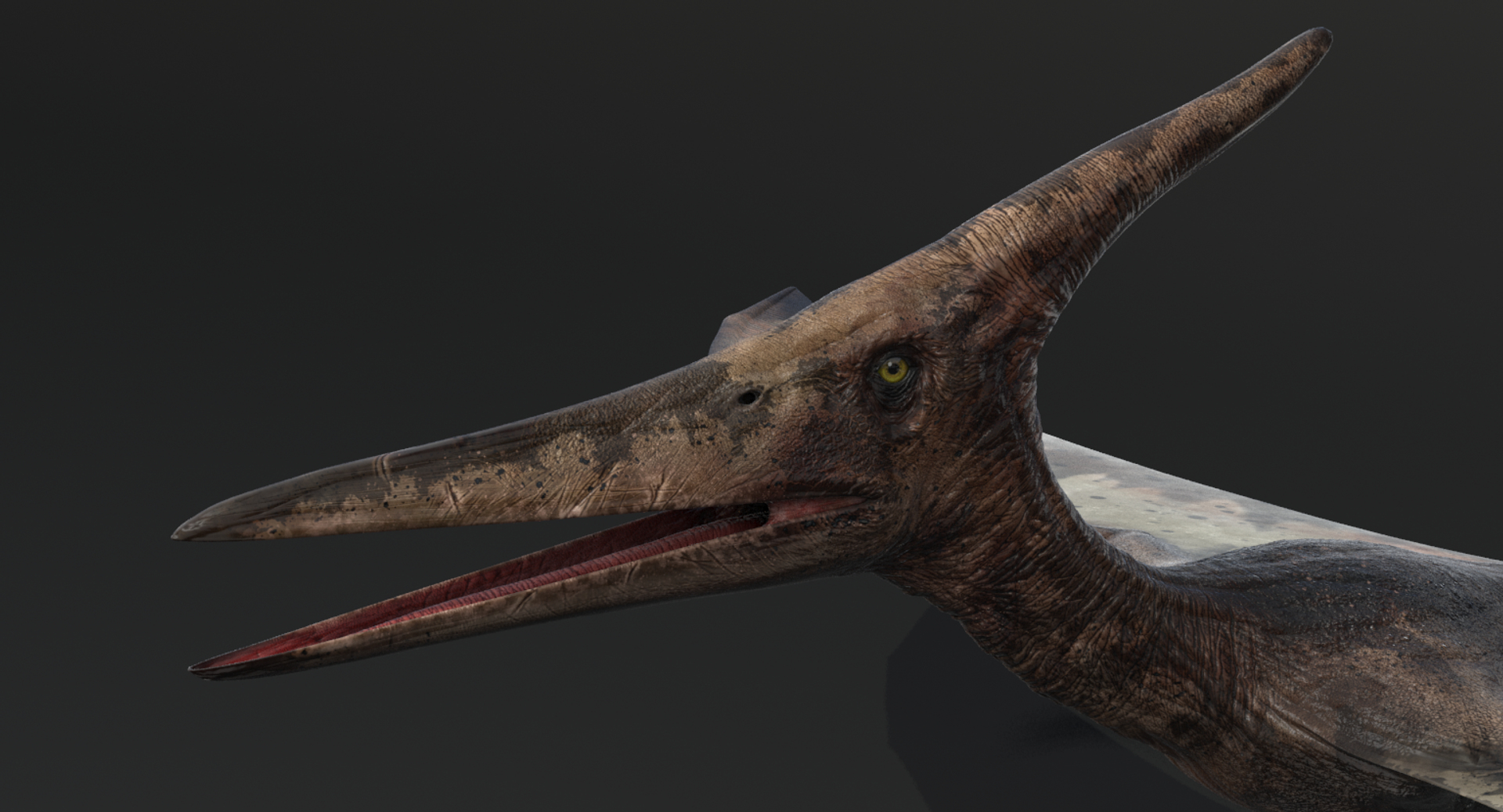 3d model of realistic pteranodon