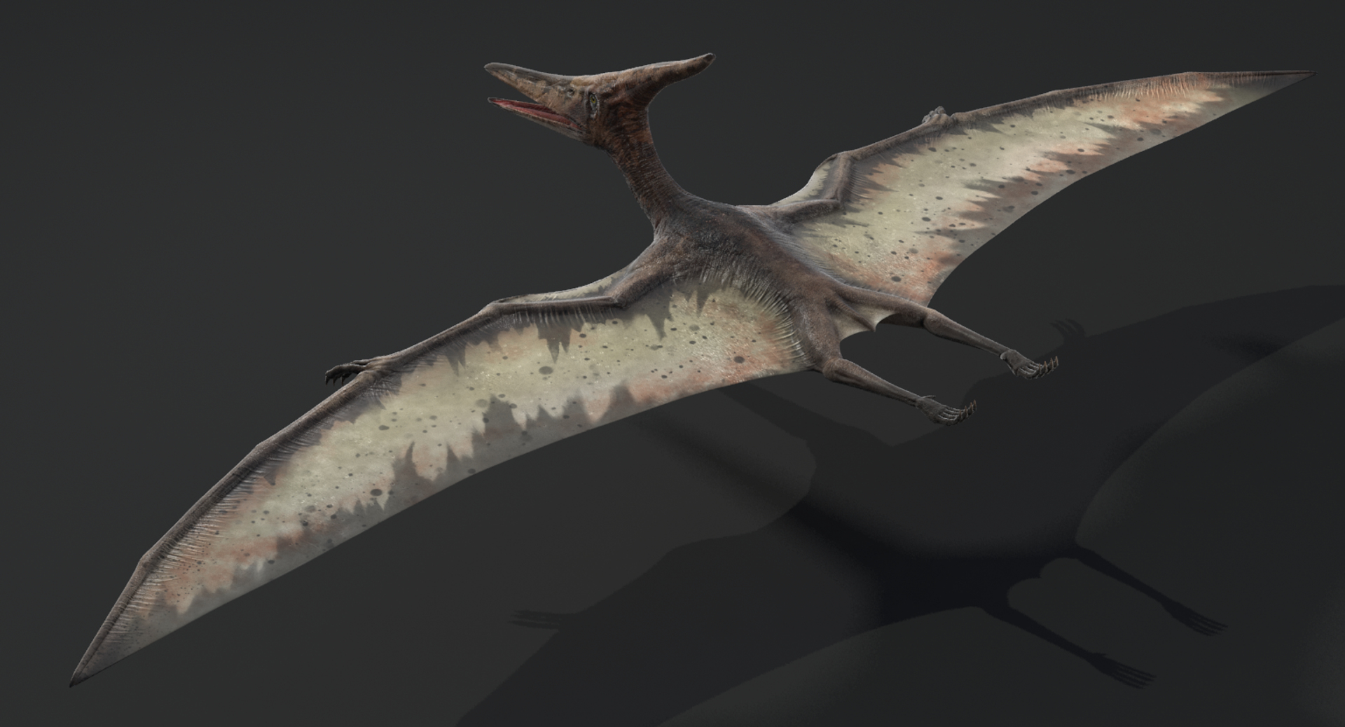 3d model of realistic pteranodon