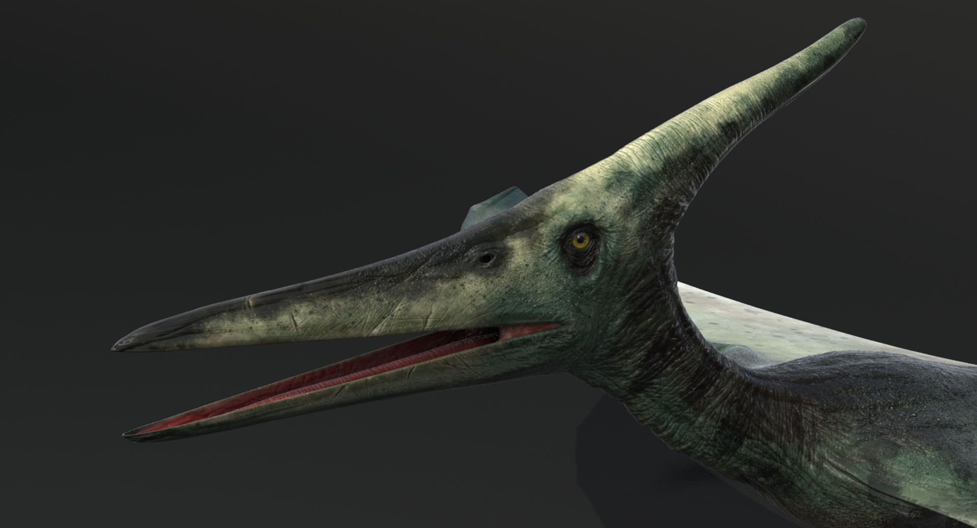3d model of realistic pteranodon