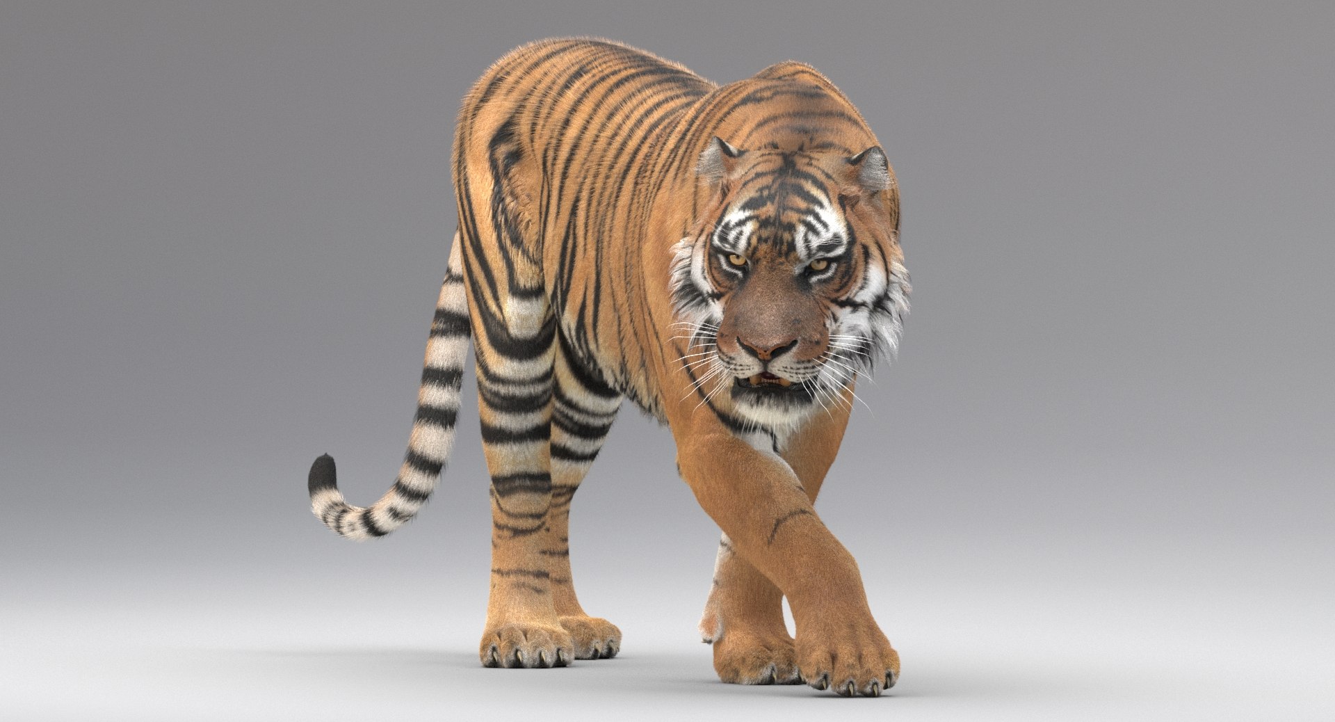 3D Realistic Tiger Fur Ornatrix Model - TurboSquid 1229847