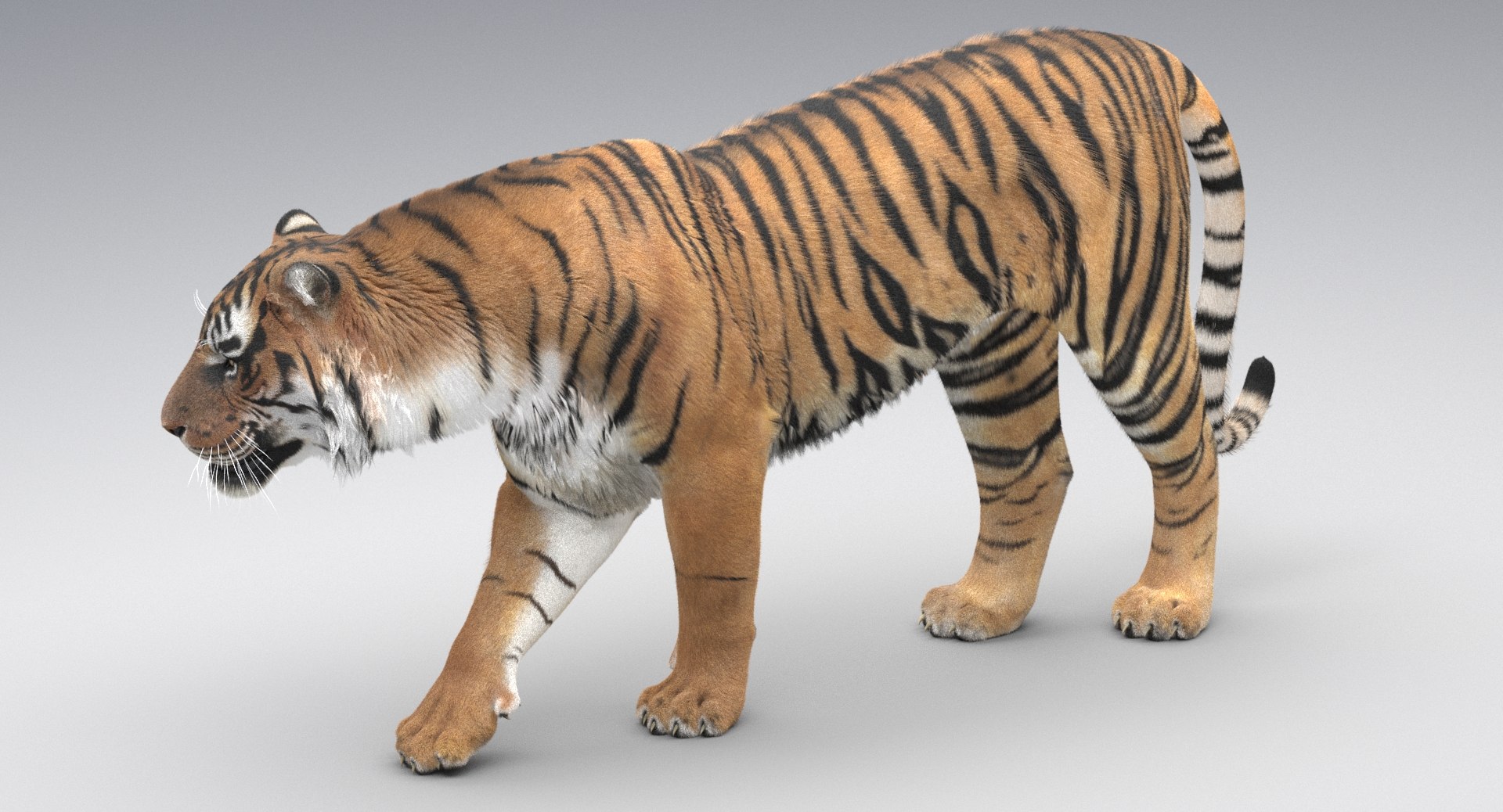 3D Realistic Tiger Fur Ornatrix Model - TurboSquid 1229847