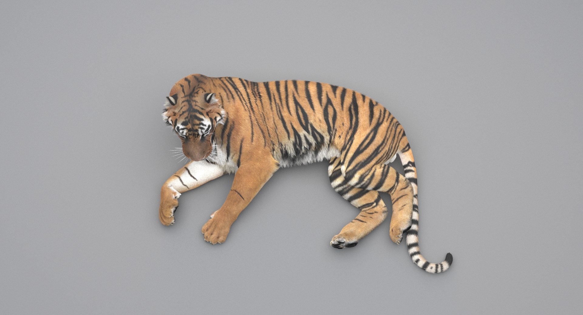 3D realistic tiger fur ornatrix model - TurboSquid 1229847