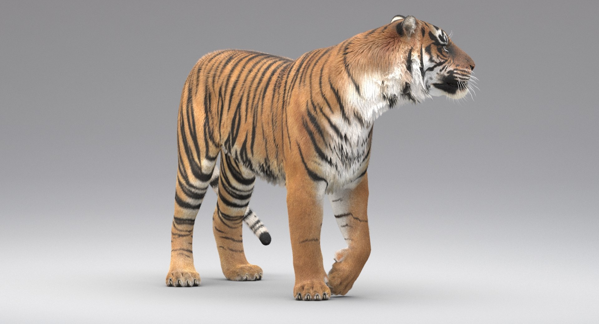 3D realistic tiger fur ornatrix model - TurboSquid 1229847