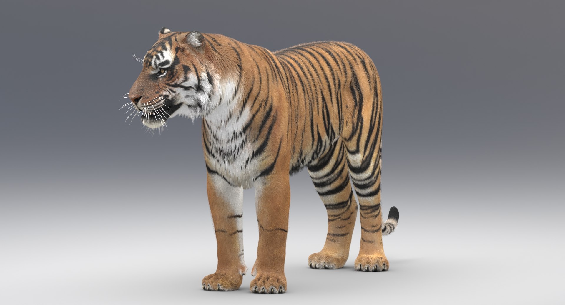 3D realistic tiger fur ornatrix model - TurboSquid 1229847