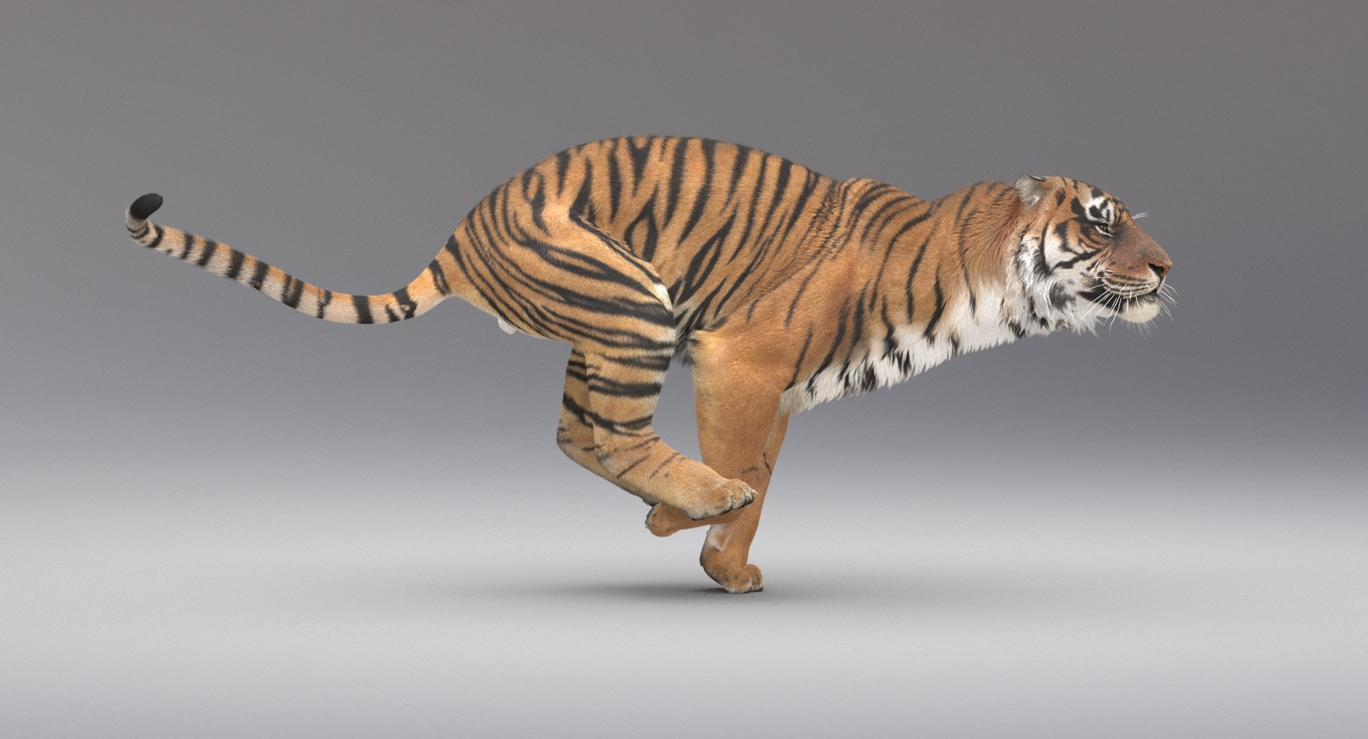 3D realistic tiger fur ornatrix model - TurboSquid 1229847