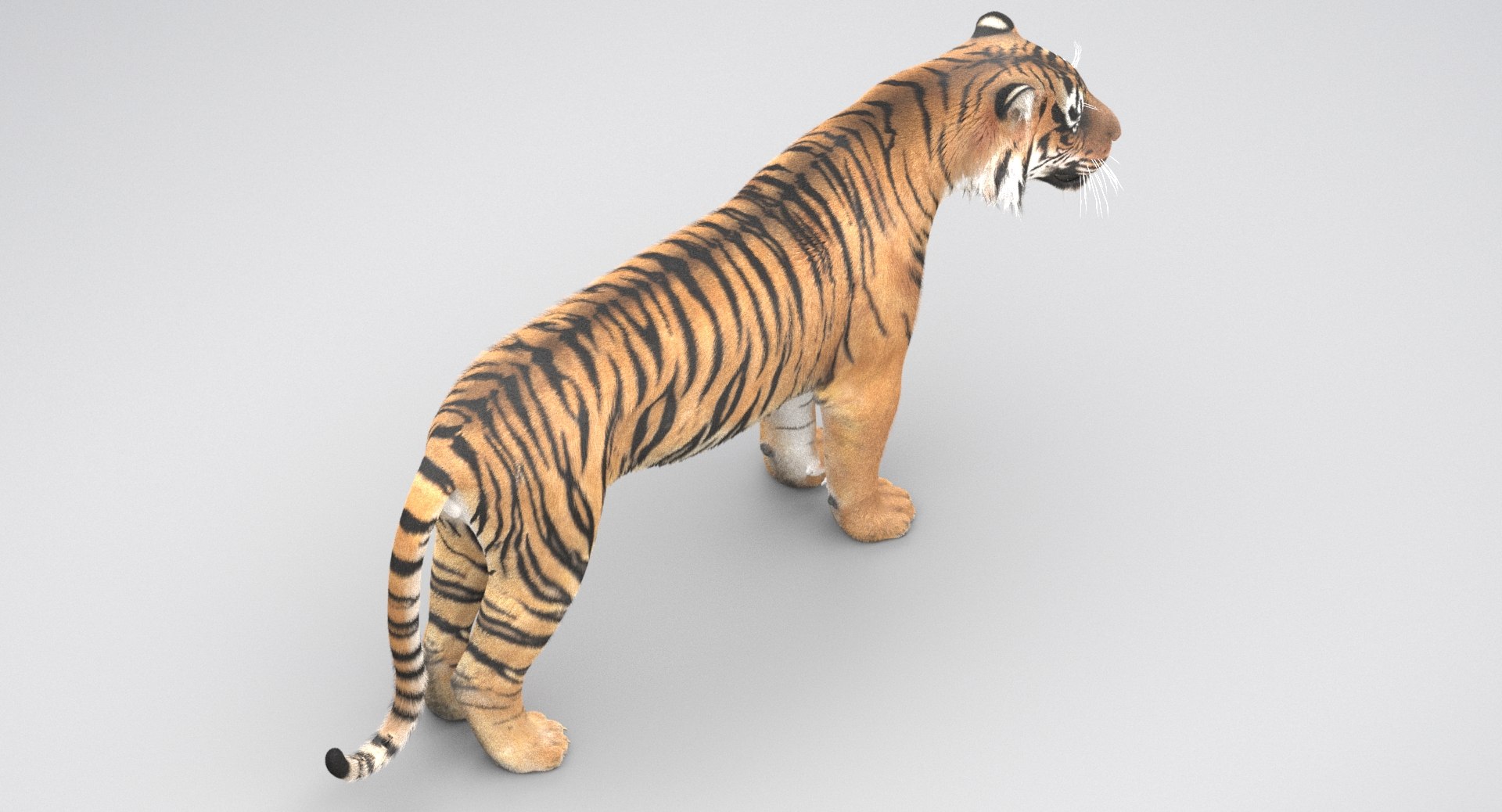 3D Realistic Tiger Fur Ornatrix Model - TurboSquid 1229847