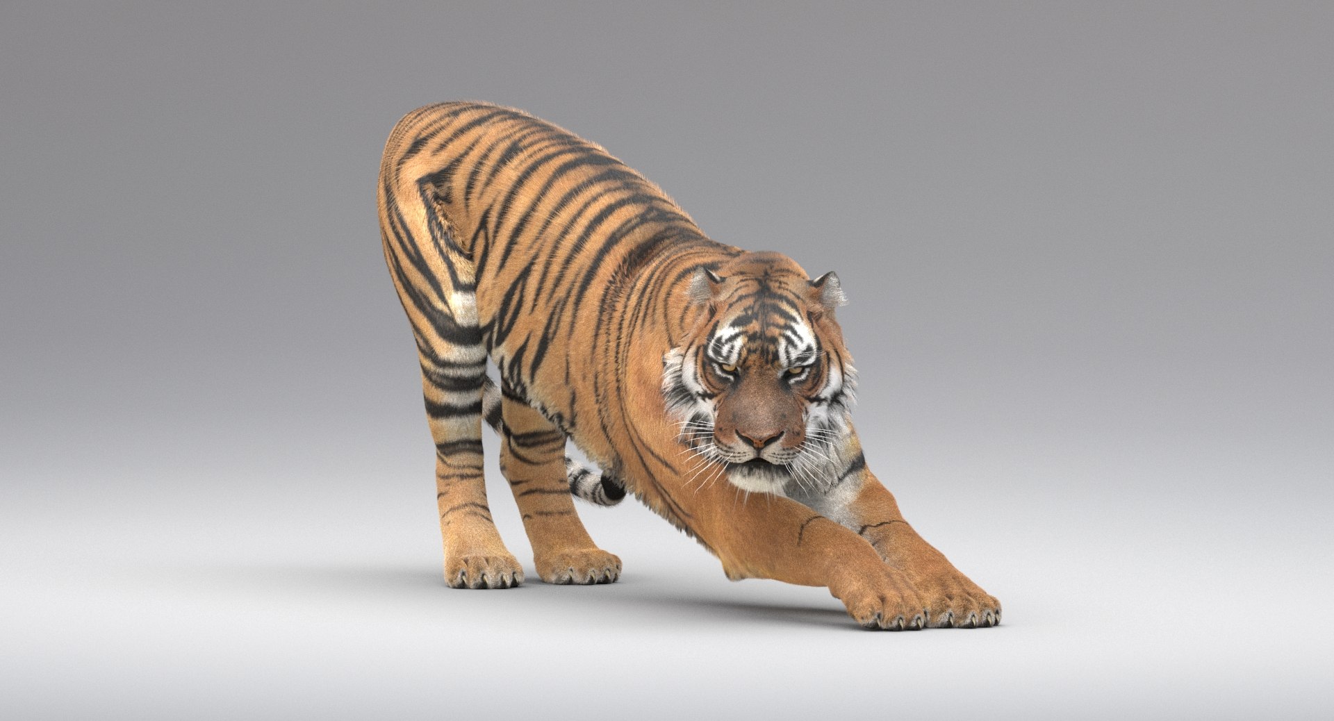 3D realistic tiger fur ornatrix model - TurboSquid 1229847
