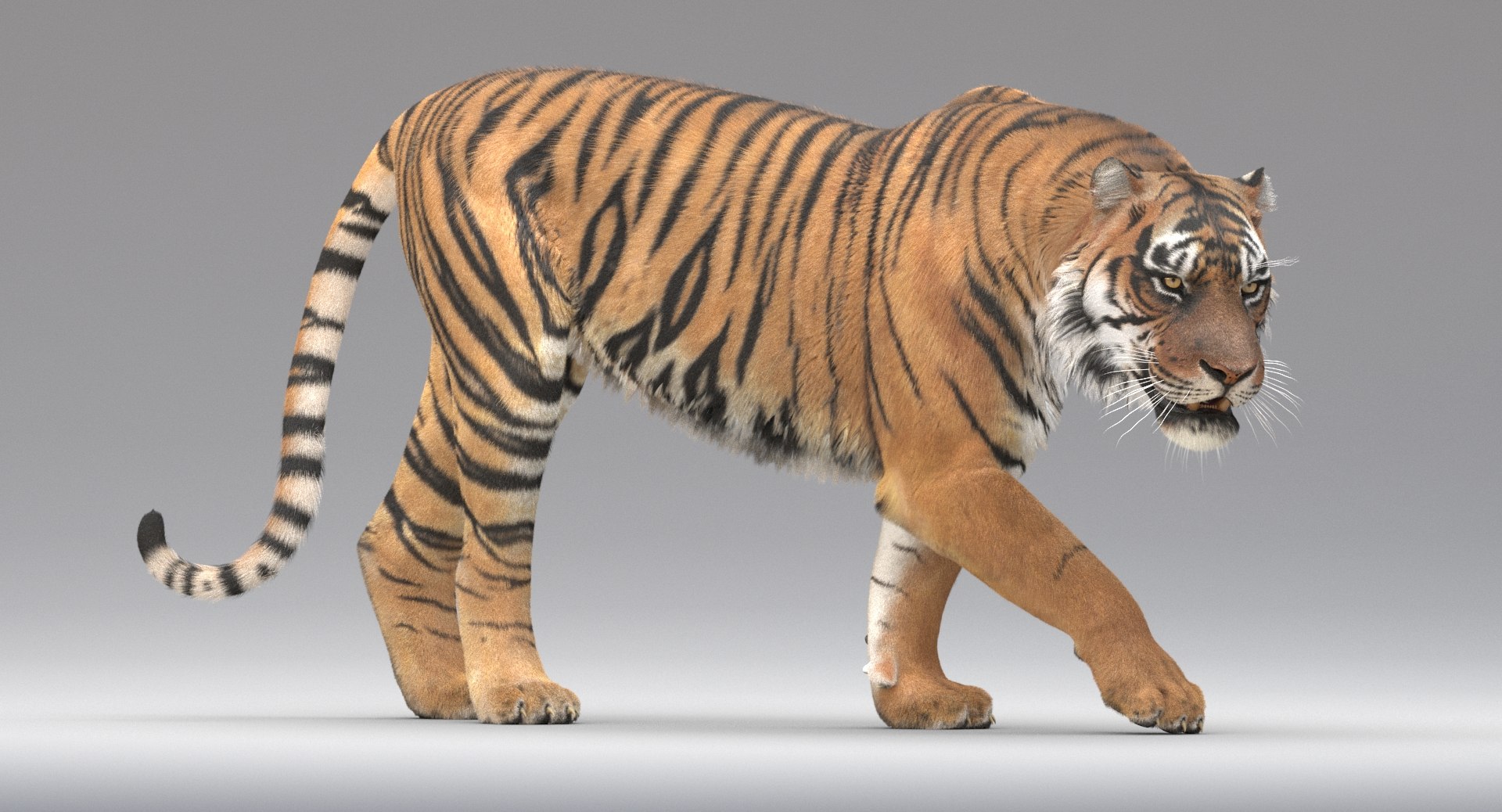 3D Realistic Tiger Fur Ornatrix Model - TurboSquid 1229847