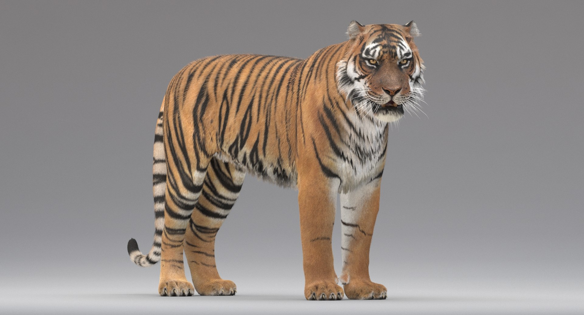 3D realistic tiger fur ornatrix model - TurboSquid 1229847